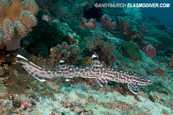 Coral Catshark